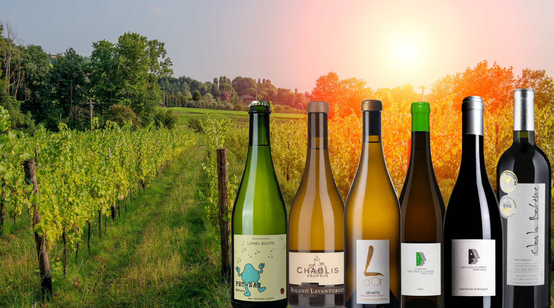 Whelehans Wines | Exceptional Wines Delivered Across Ireland